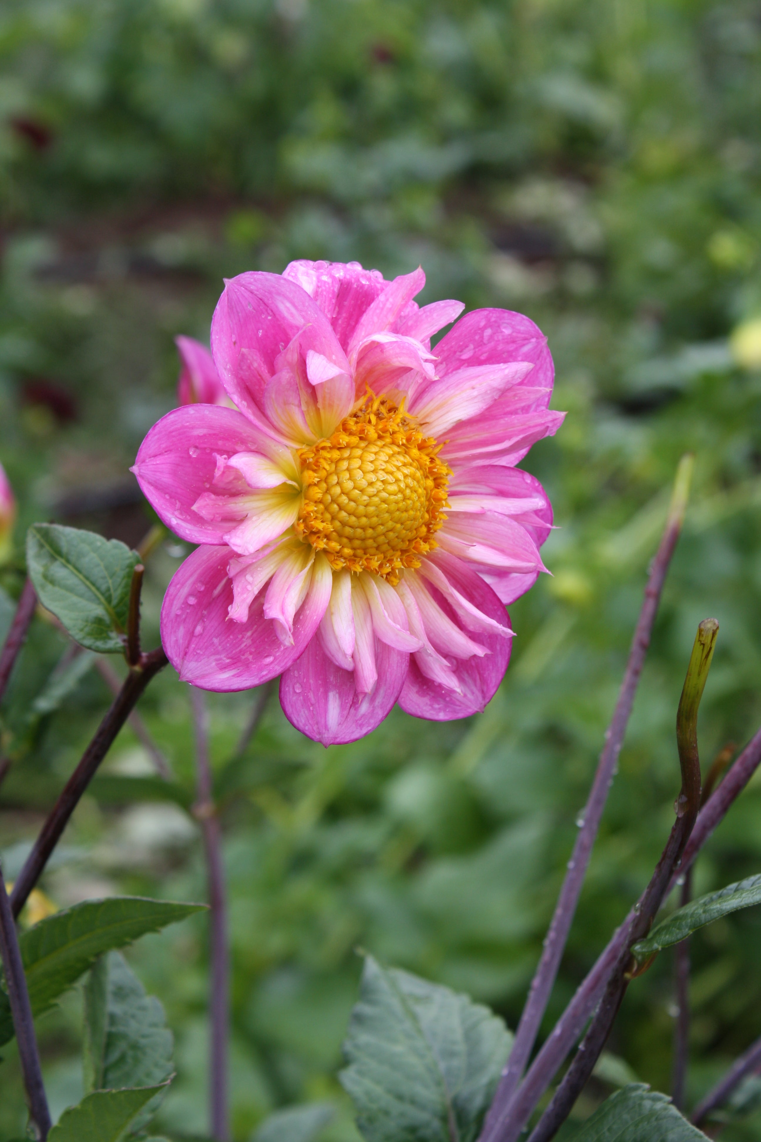 Bloomquist Arise Dahlia Tuber – The Delicate Flower Dahlia Farm
