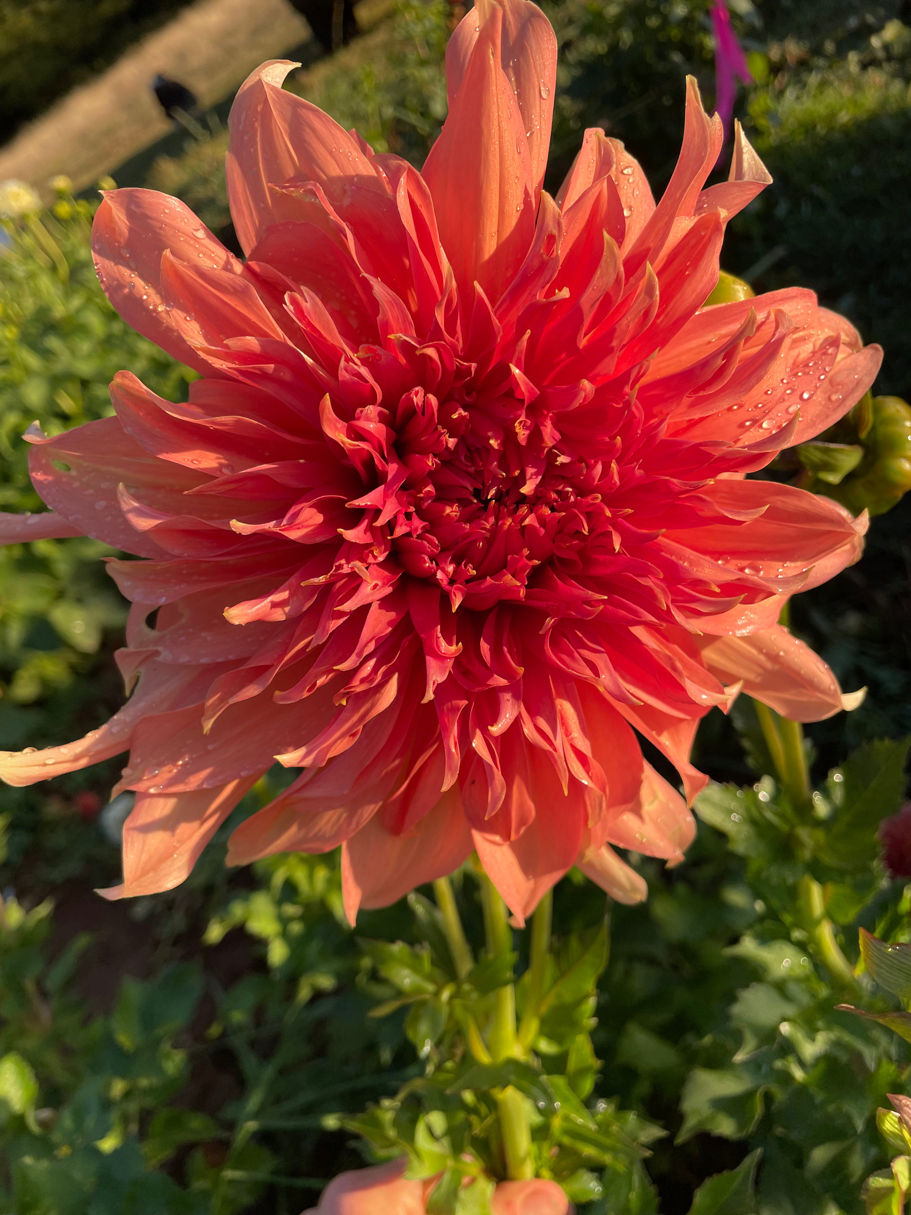 Fairway Spur Dahlia Tuber – The Delicate Flower Dahlia Farm
