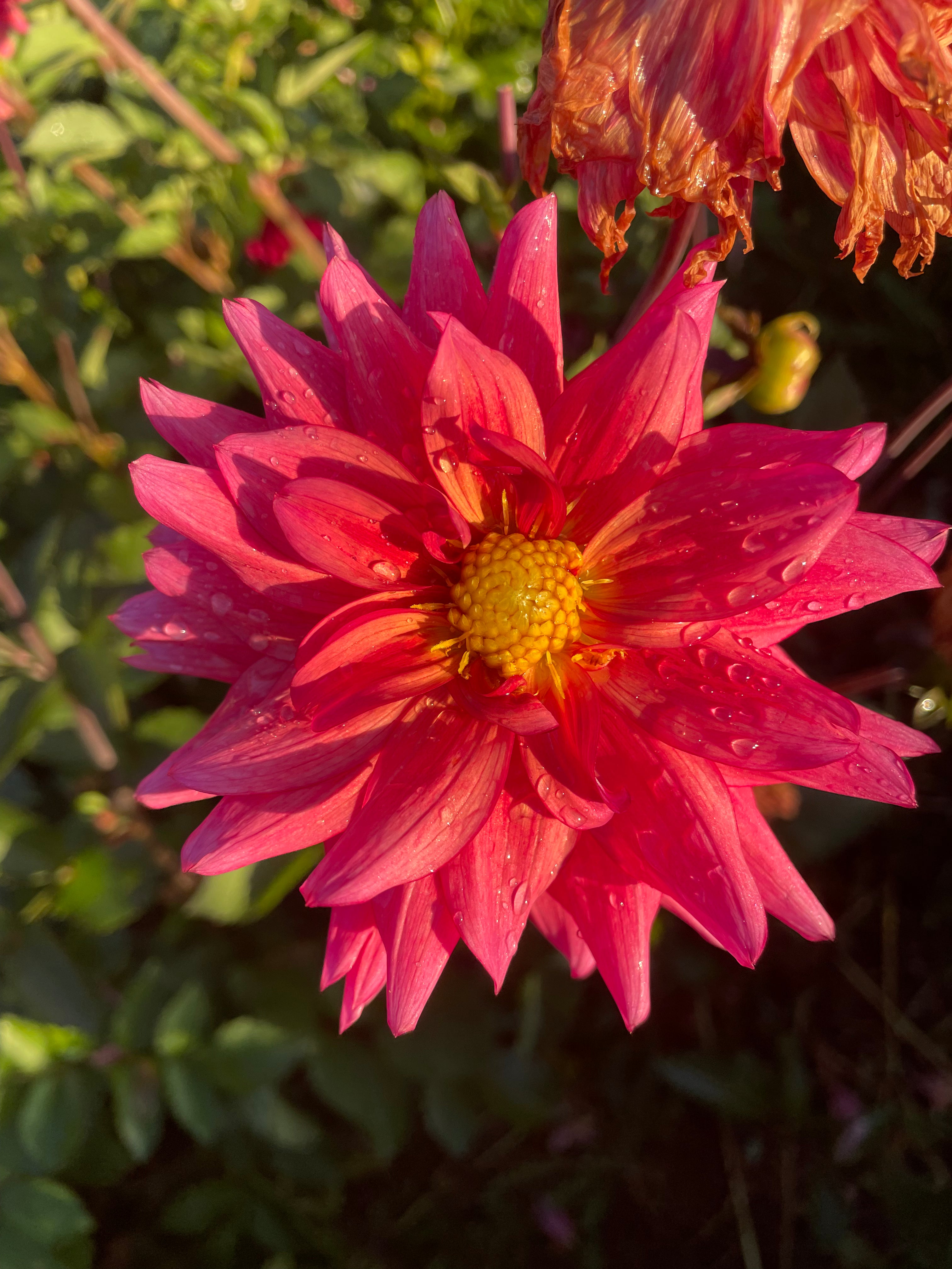 Sonic Bloom Dahlia Tuber – The Delicate Flower Dahlia Farm