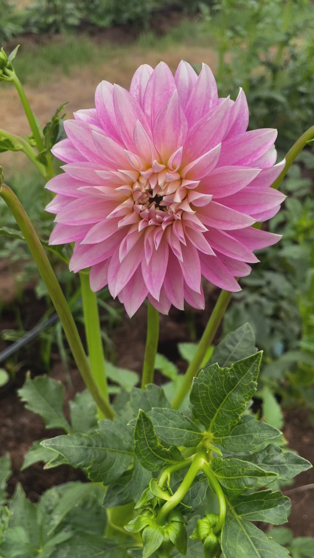 Alloway Candy Dahlia Tuber – The Delicate Flower Dahlia Farm
